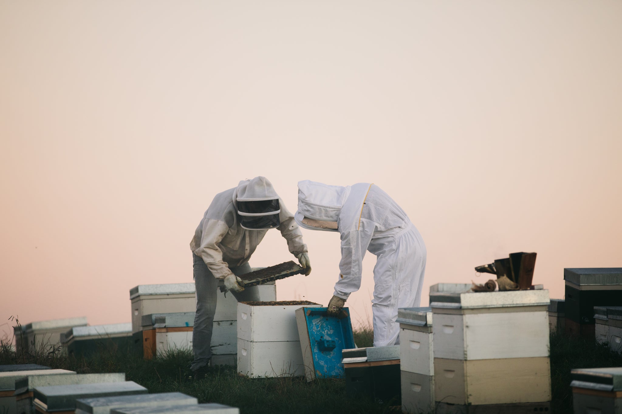 Why Beekeeping?