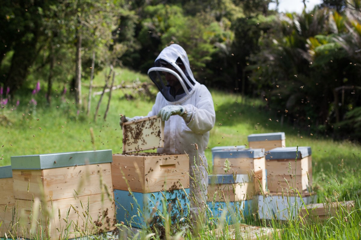 Common Beekeeping Questions and Challenges for Beginners are: