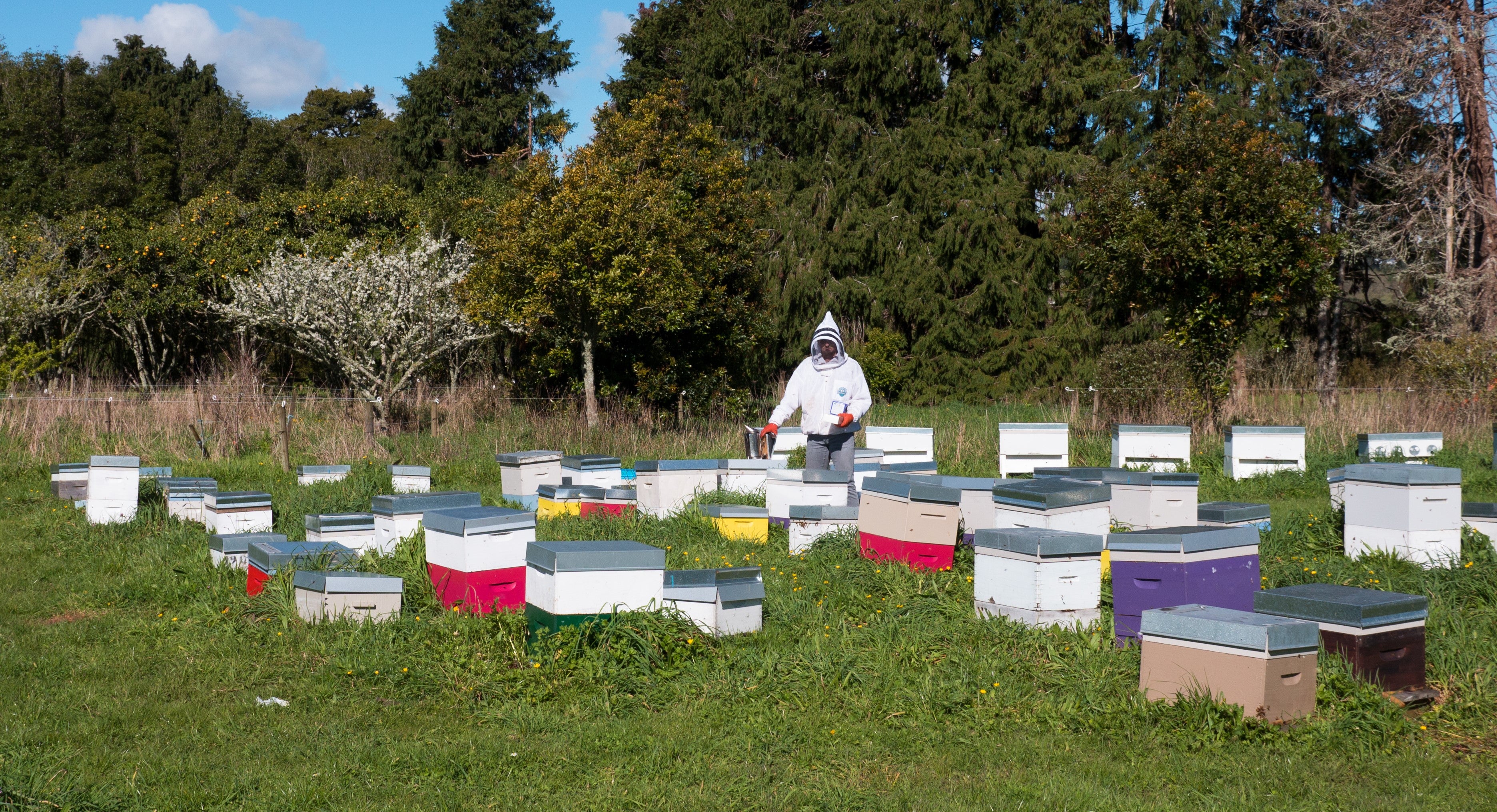 How To Start Beekeeping in 4 Steps
