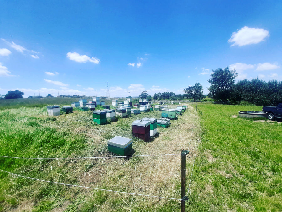 Brood Brothers - Honey & Bees - Mated Queen Bees - Beekeeping Courses
