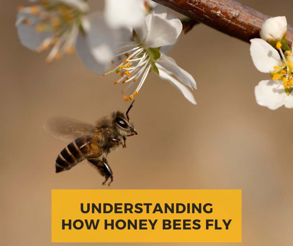 How Honey Bees Fly