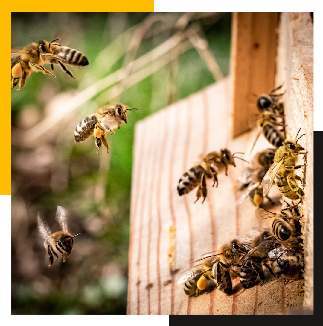 Brood Brothers - Honey & Bees - Mated Queen Bees - Beekeeping Courses