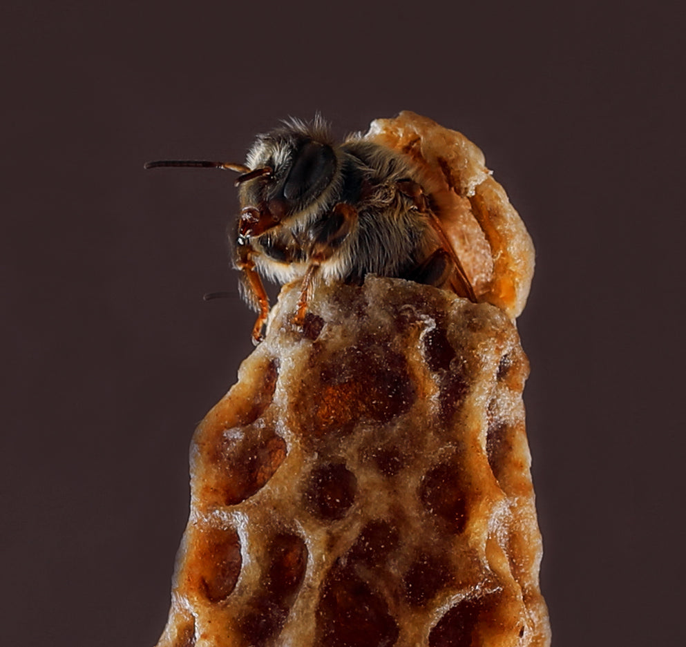 Virgin Queens | Queen Bees for Sale | Brood Brothers