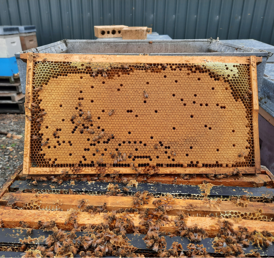Mated Queen Bee | Mated Queen Bees for Sale | Brood Brothers